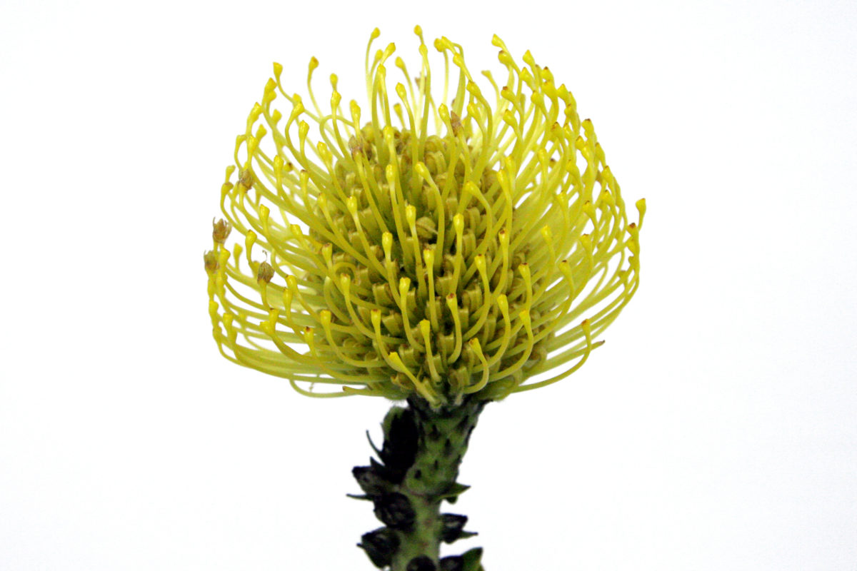 Guia de Flores: Protea High Gold - Cooperflora